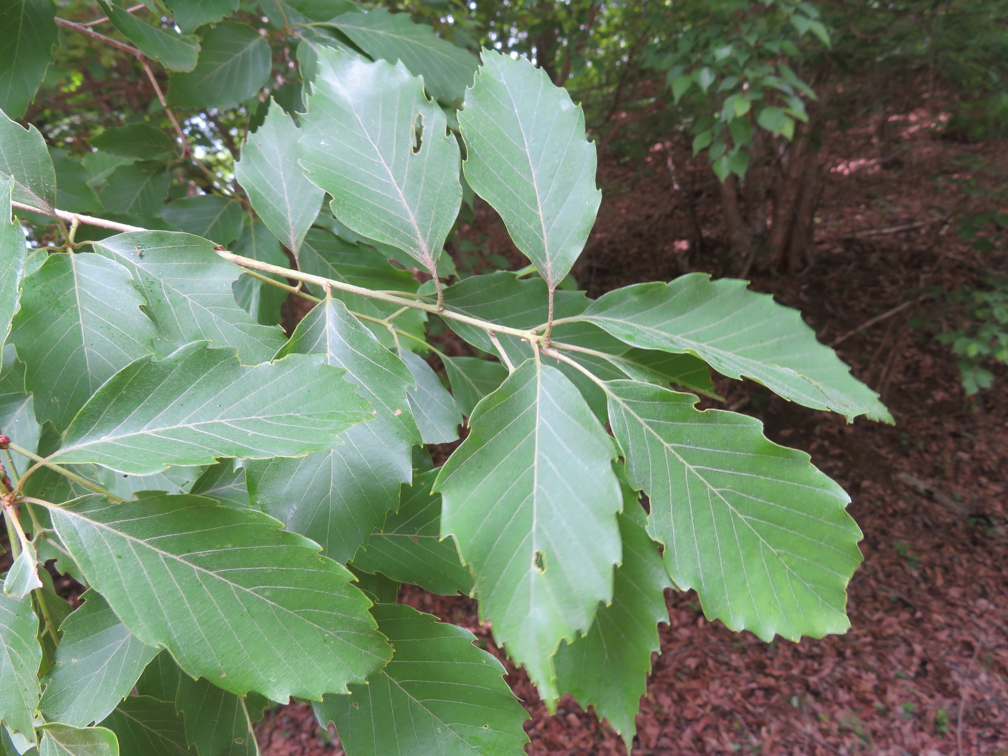 Quercus serrata Murray