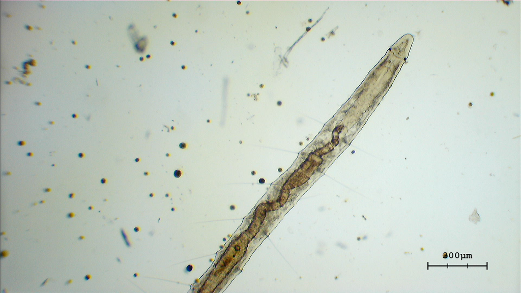 Naidid Worms from Helsinki, Finland on May 24, 2023 at 06:30 PM by ...