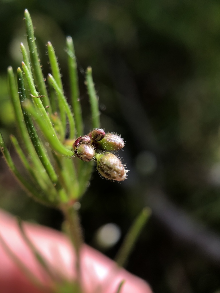 Corn spurrey from Breckland Forest, Breckland, England, GB on May 27 ...