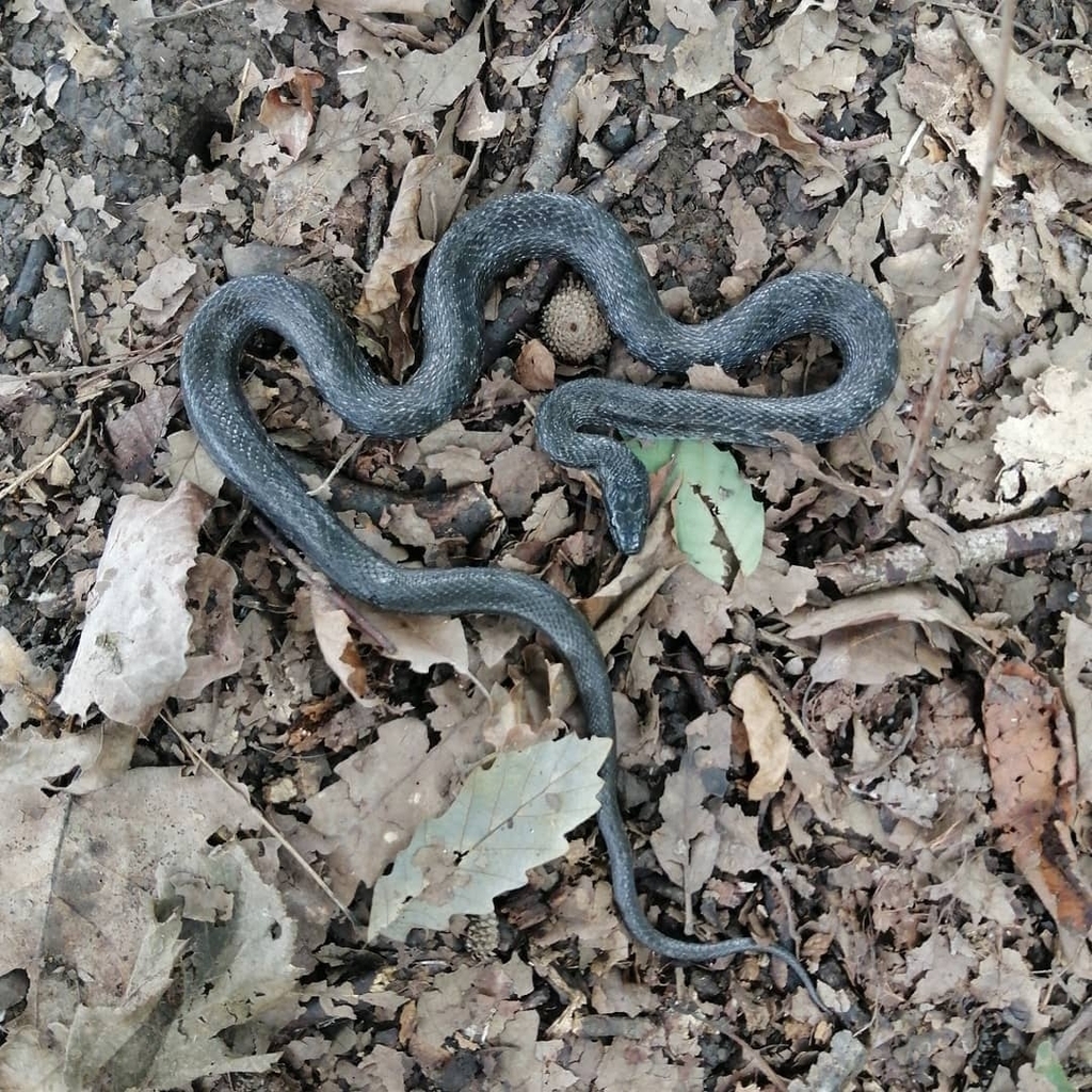 Persian Ratsnake from Mazandaran Province, Iran on May 18, 2023 at 10: ...