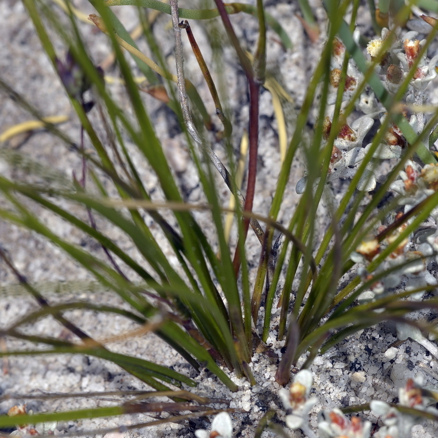 Plampers (Corymbium) - Botanical Realm