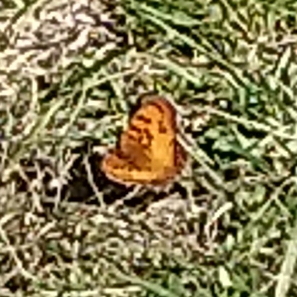 Catacroptera Karsch, 1894