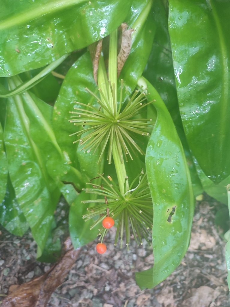 Bloodlily from British Indian Ocean Territory on May 26, 2023 at 11:33 ...