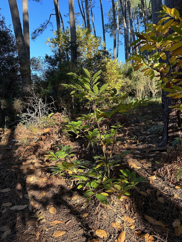 Sweet Chestnut from Newlands Forest, Cape Town, WC, ZA on May 27, 2023 ...