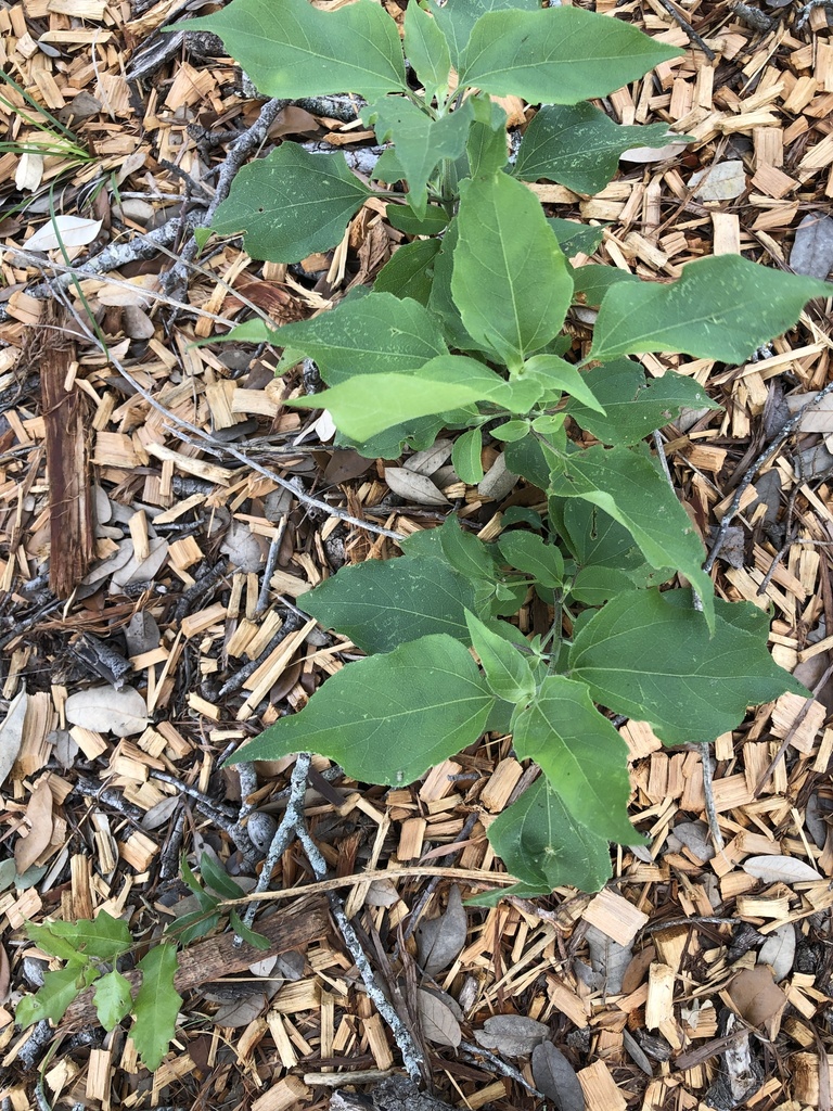 Chamiso en mayo 2023 por Susan Prosperie · iNaturalist Mexico