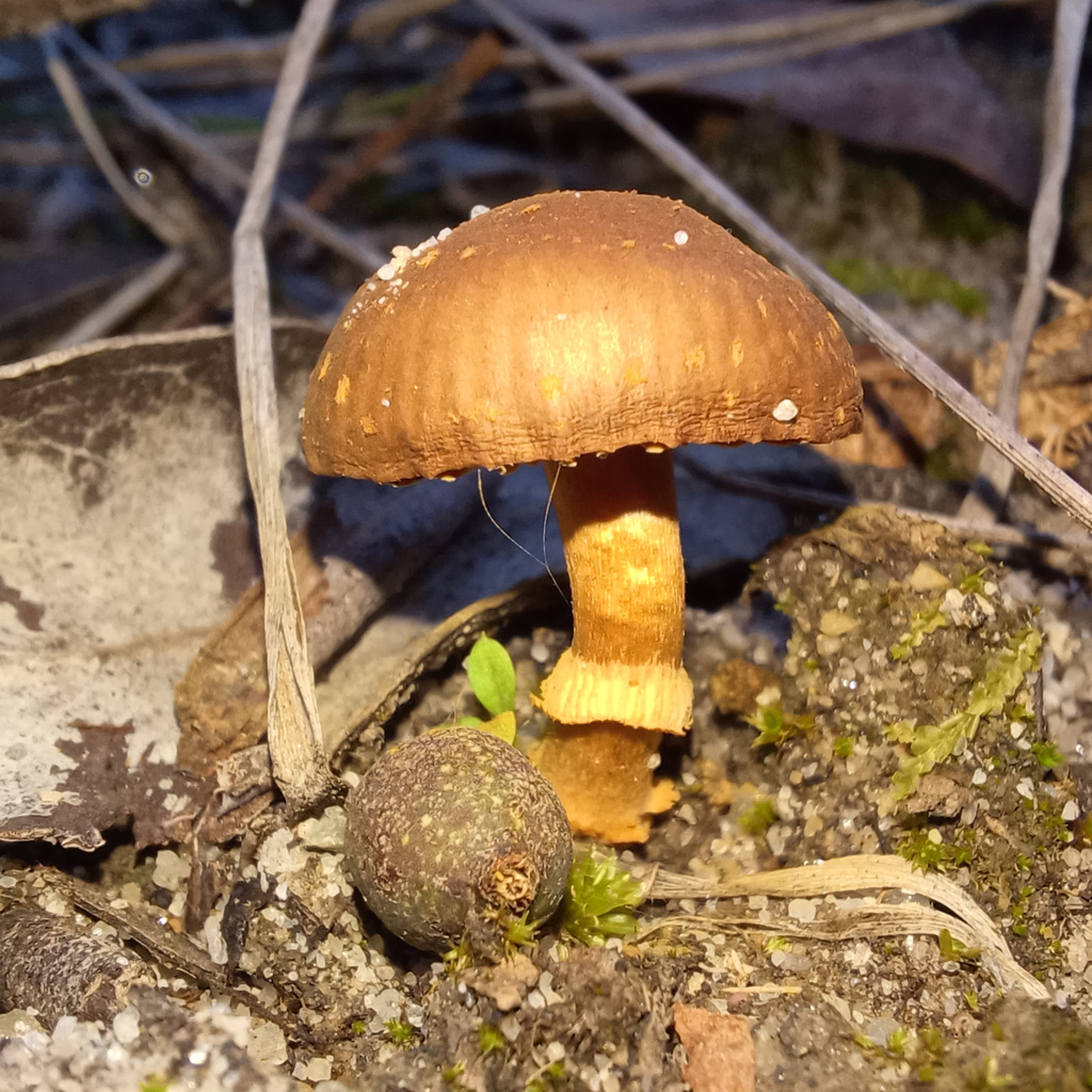 Descolea recedens from Blue Mountains Nat'l Park NSW 2787, Australia on ...