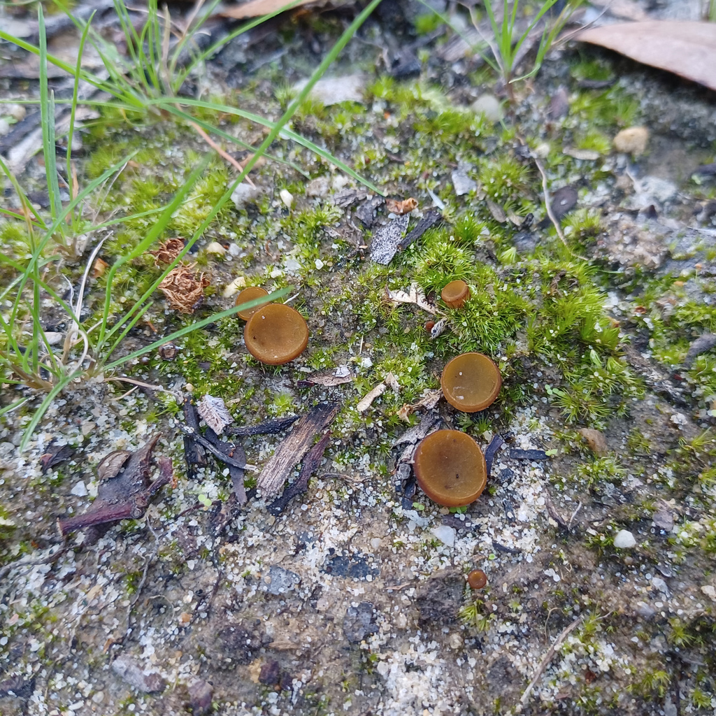Aleurina ferruginea from Blue Mountains Nat'l Park NSW 2787, Australia ...