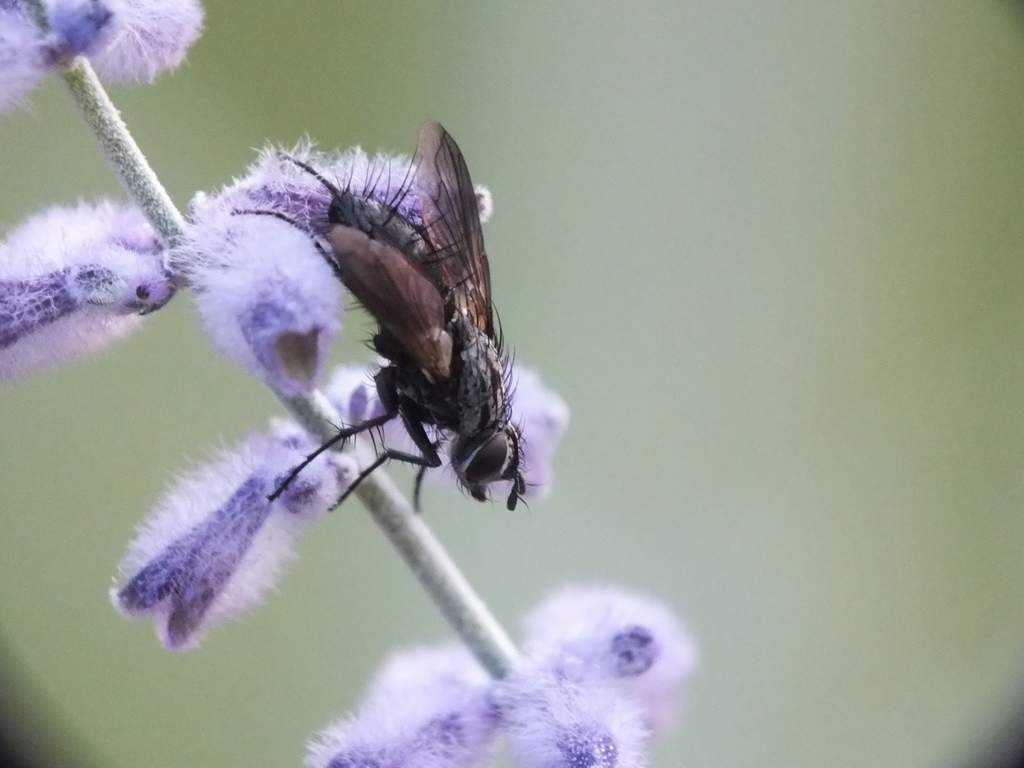 Red Spotted Parasite Fly from Kuzawka 82, 22-220, Polska on August 6 ...