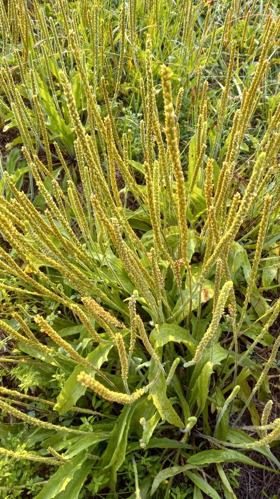 dwarf plantain from San Bernard National Wildlife Refuge on May 27 ...