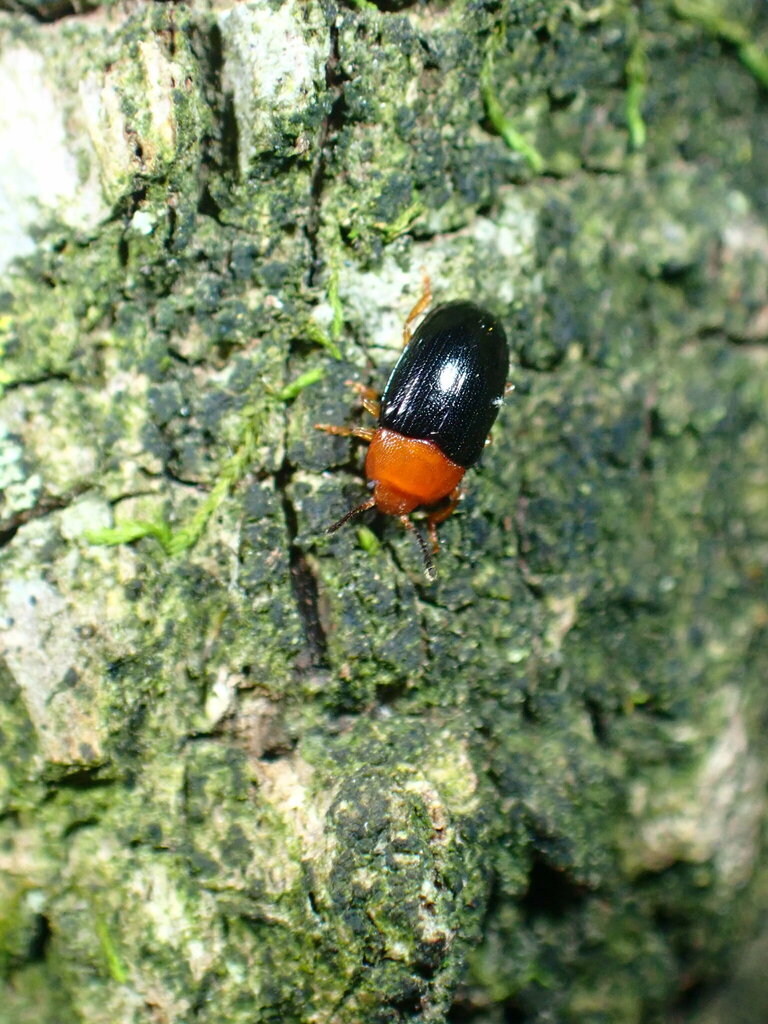 Triplax macra from McDonald County, MO, USA (Mike's Creek Watershed) on ...