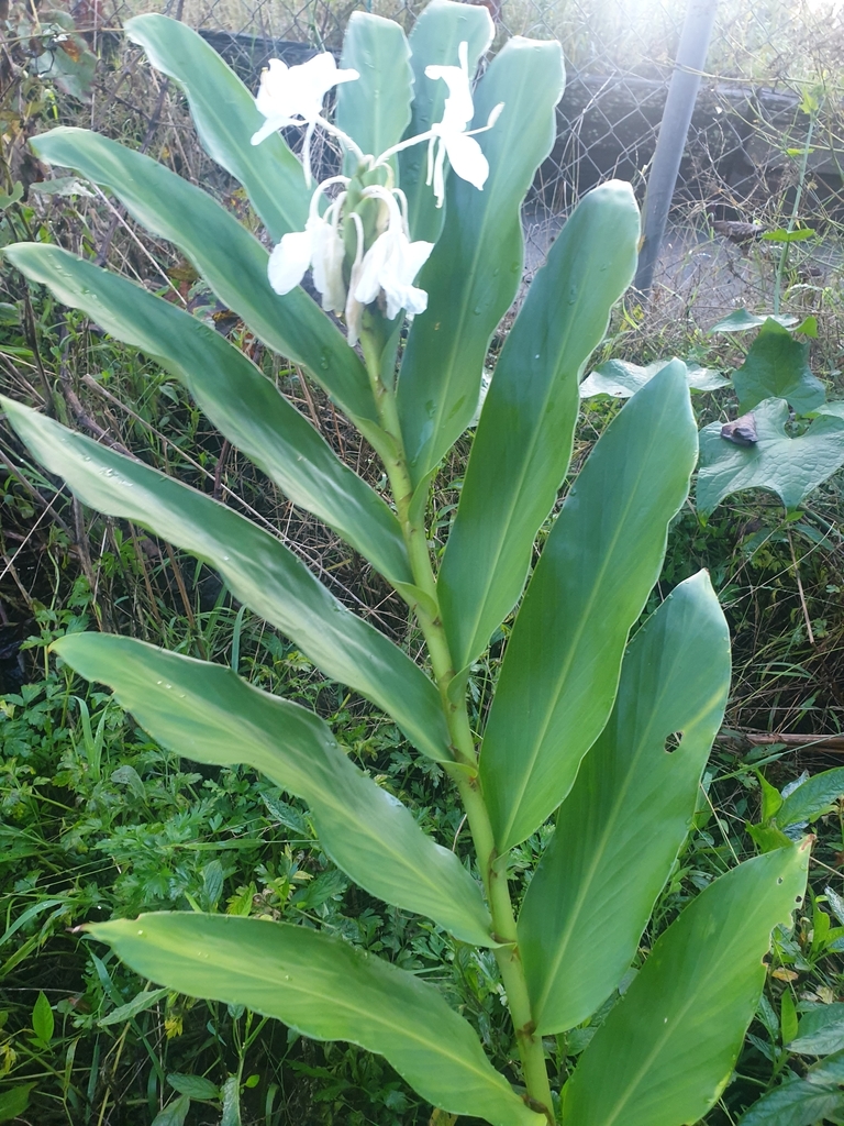 White ginger from Beechmont QLD 4211, Australia on March 26, 2023 at 04 ...