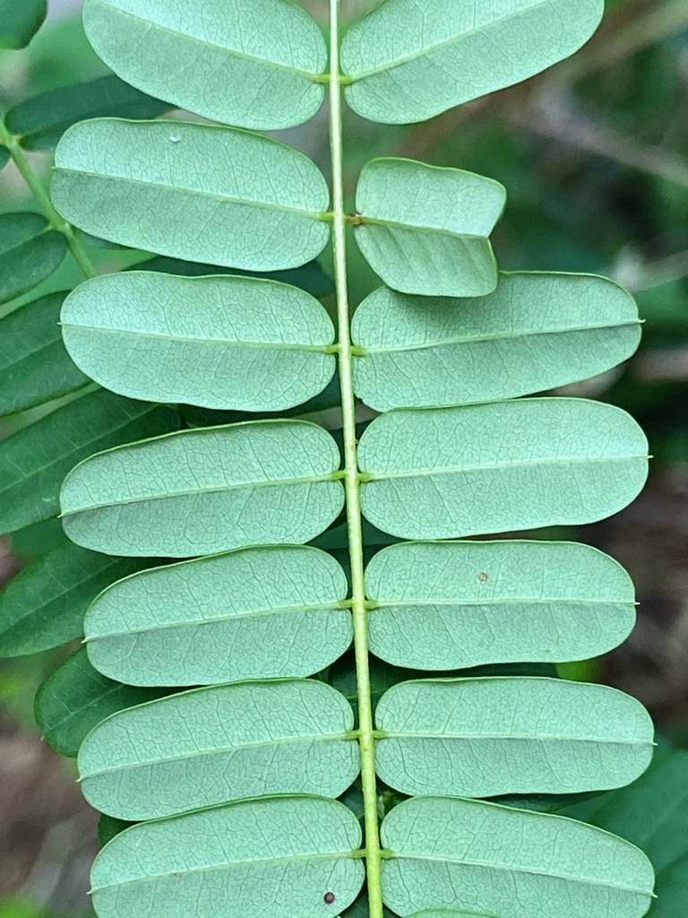 (Poitea florida) - Botanical Realm