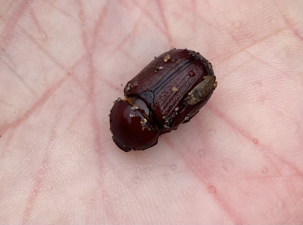 Scarabs from Point Nepean National Park, Portsea, VIC, AU on May 19 ...