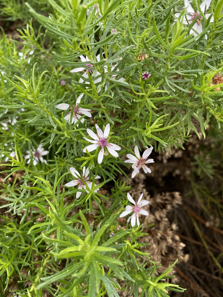 Olearia glutinosa from Point Nepean National Park, Portsea, VIC, AU on ...