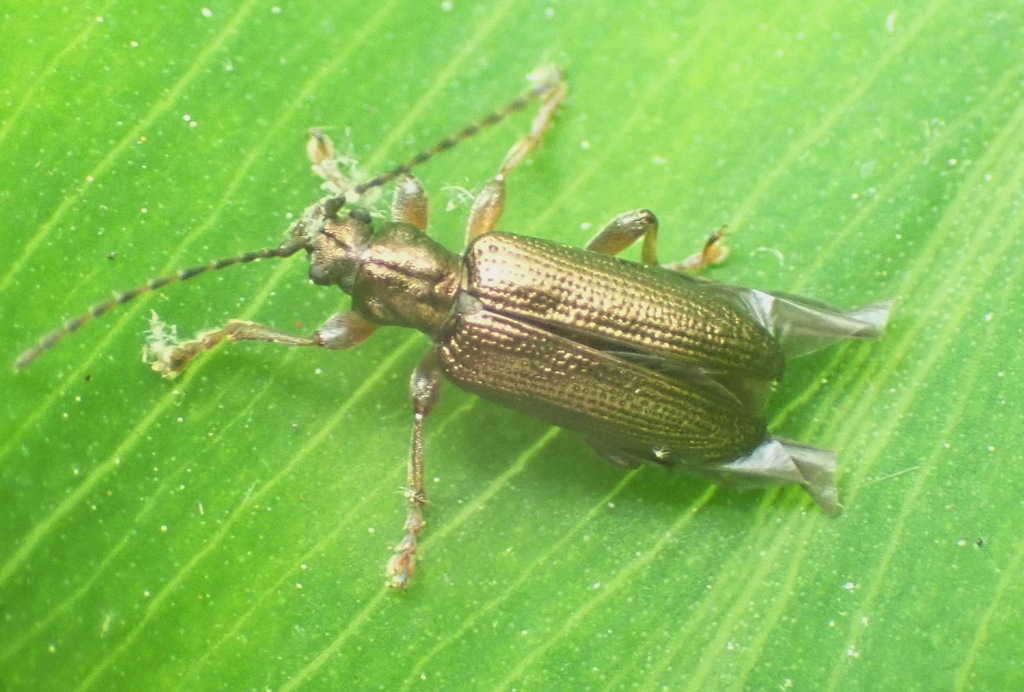 Plateumaris shoemakeri from Chesterfield County, VA, USA on May 26 ...