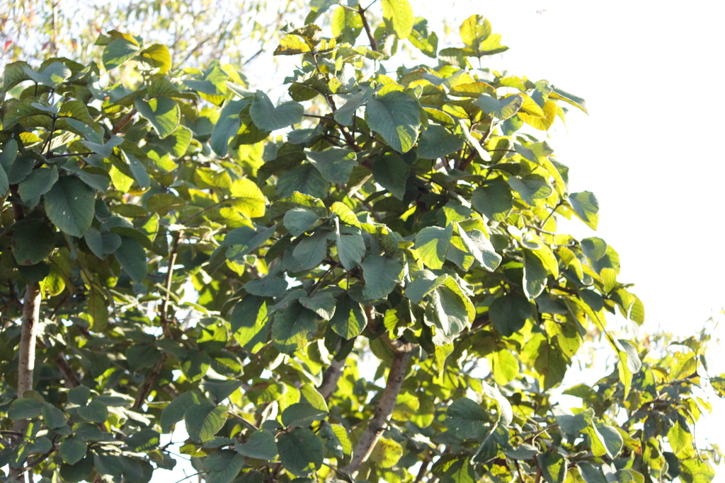 Pekea Nut from Brasília - DF, Brasil on May 16, 2023 at 07:55 AM by ...