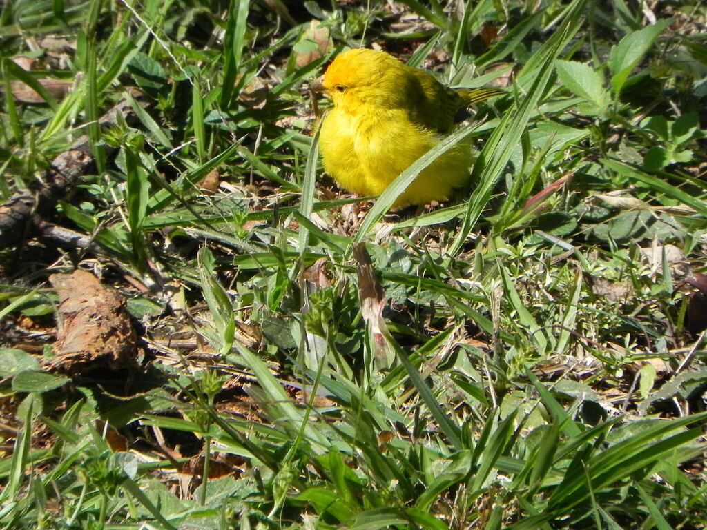 Saffron Finch from SCEN - Brasília, DF, 70297-400, Brasil on May 22 ...