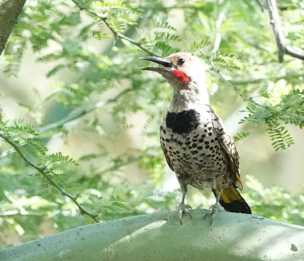 Gilded Flicker from Camelback East Village, Phoenix, AZ, USA on May 22 ...