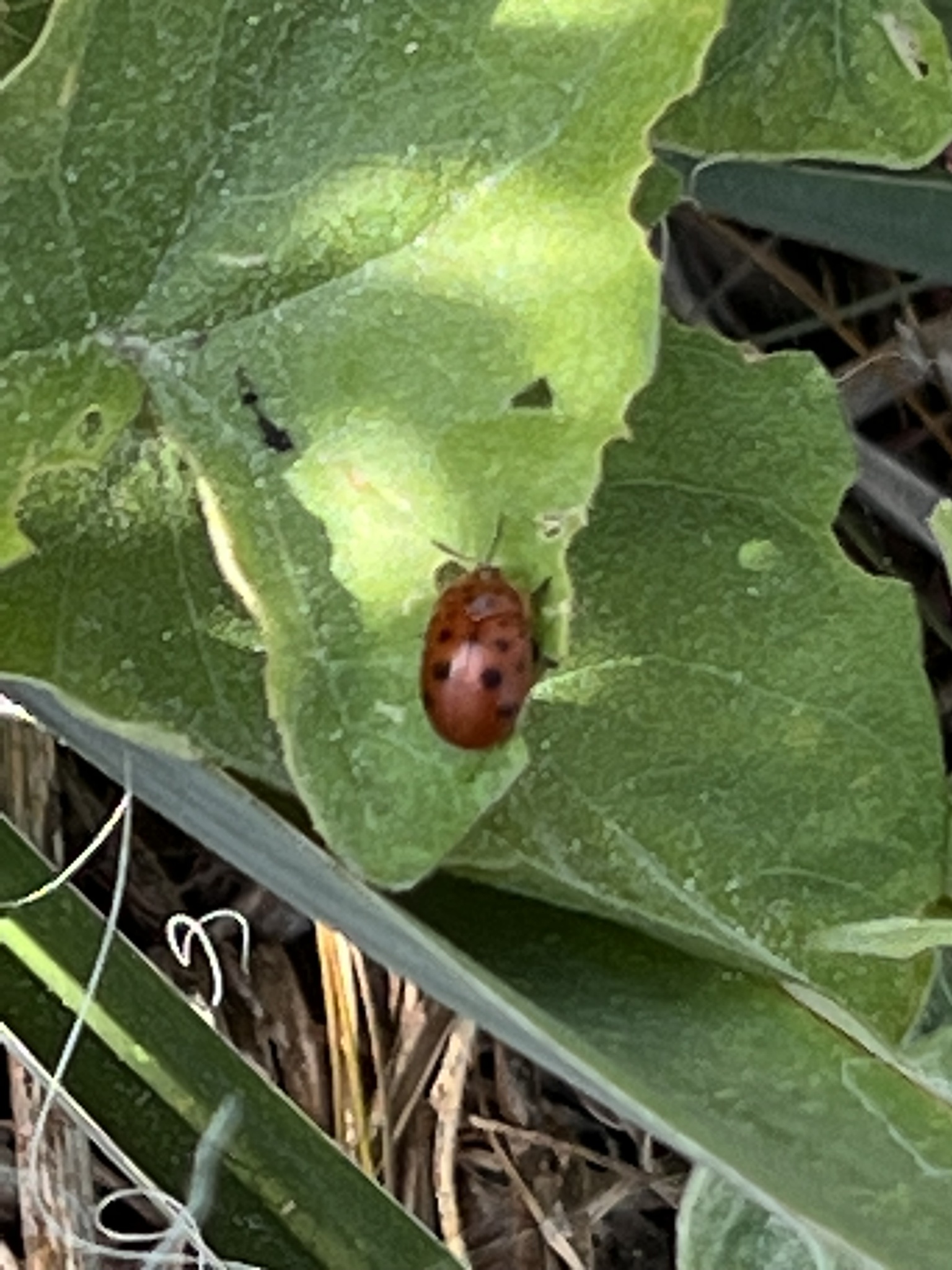 Chelymorpha cassidea (Fabricius, 1775)