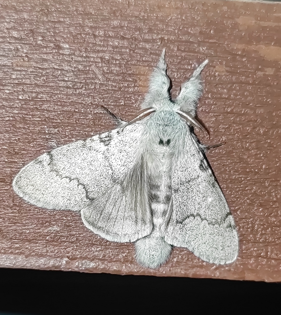 Calliteara lunulata from Khasanskiy rayon, Primor'ye, Russia on May 27 ...