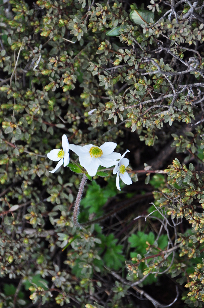 anemones and allies from 中国四川省甘孜藏族自治州稻城县 on June 29, 2012 at 12:50 PM ...