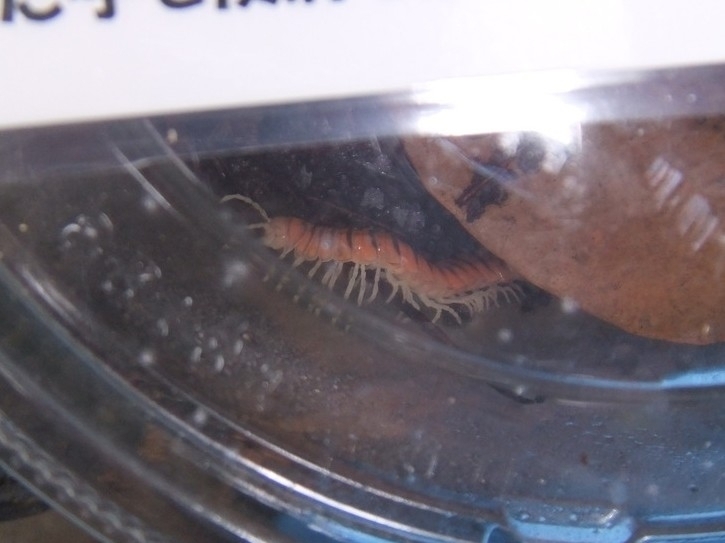 Train Millipede in June 2012 by hakkahamushi · iNaturalist
