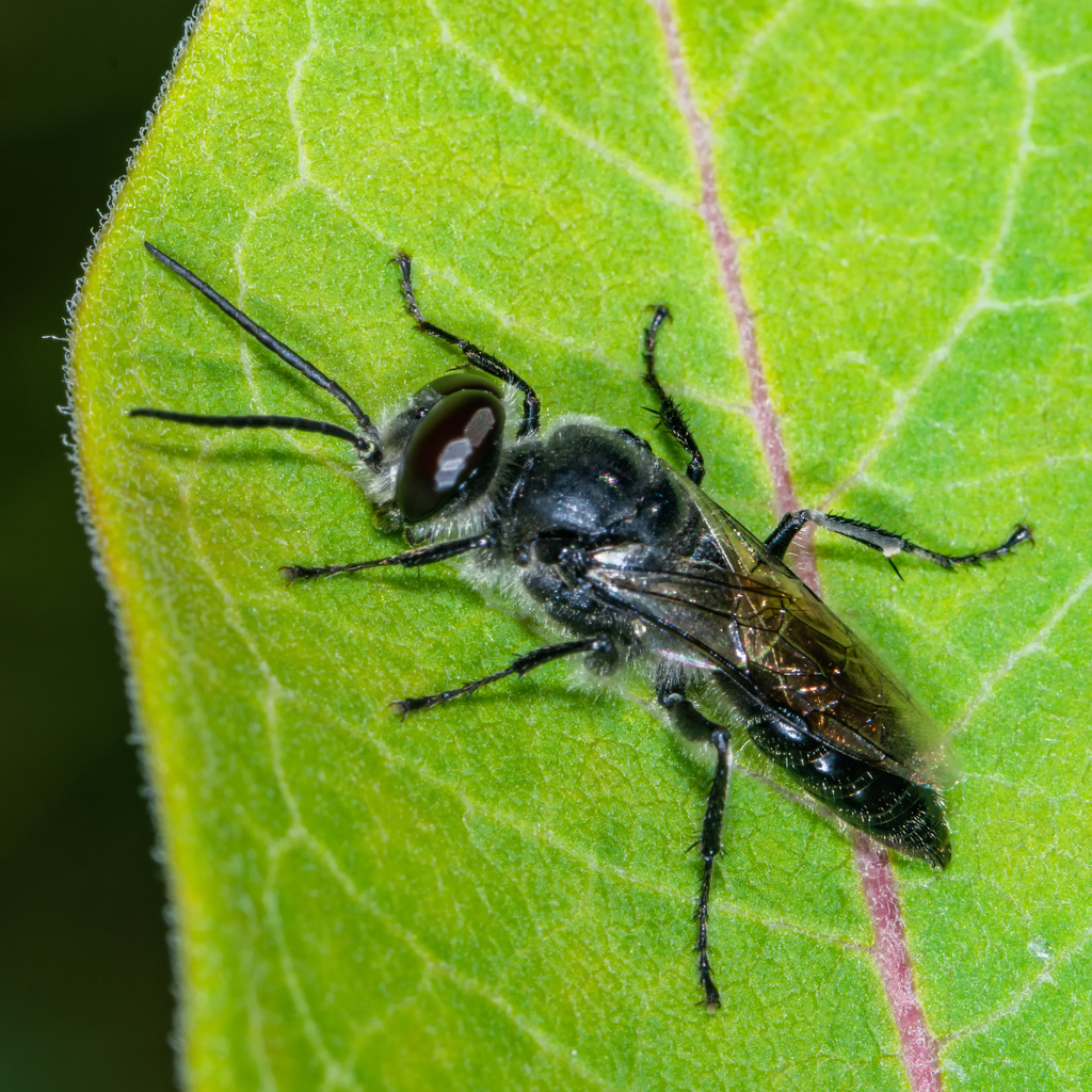 Astata (Wasps, Bees, and Ants of the Richmond, Henrico, and ...