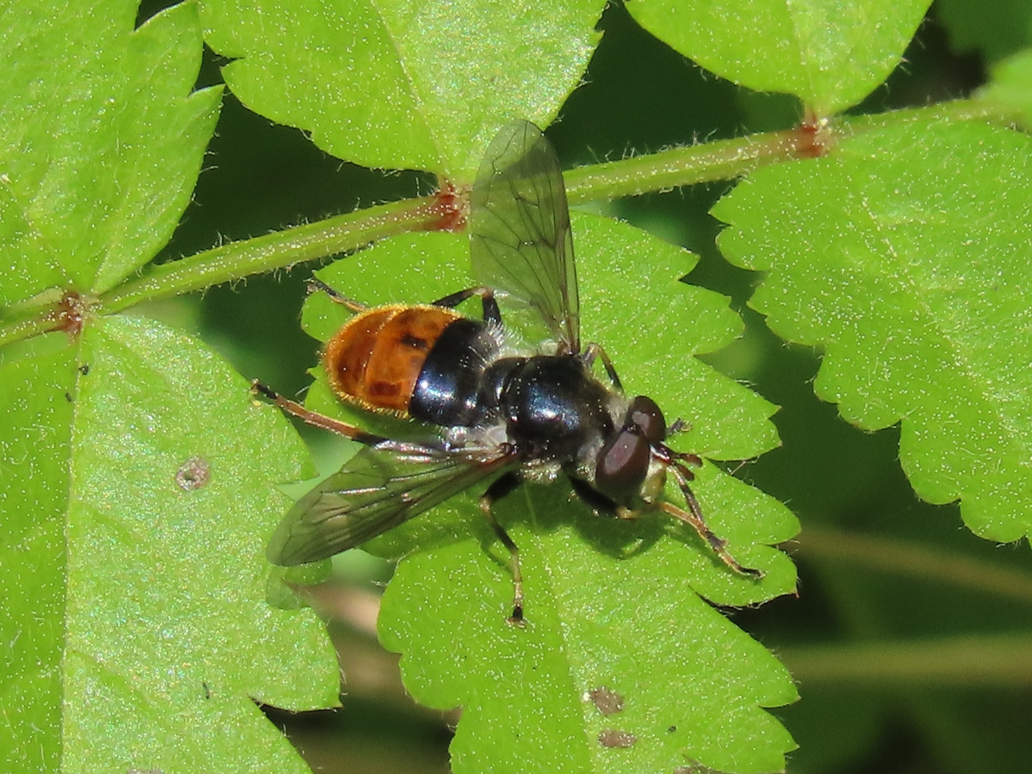 Blera fallax (Linnaeus, 1758)
