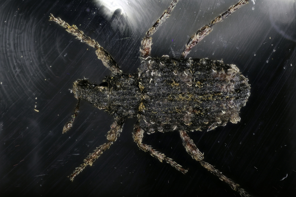 Gronops inaequalis in April 2023 by violet-flame · iNaturalist