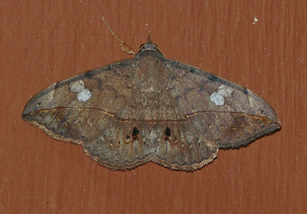 Velvet Bean Moth (Pennsylvania Moths) · iNaturalist