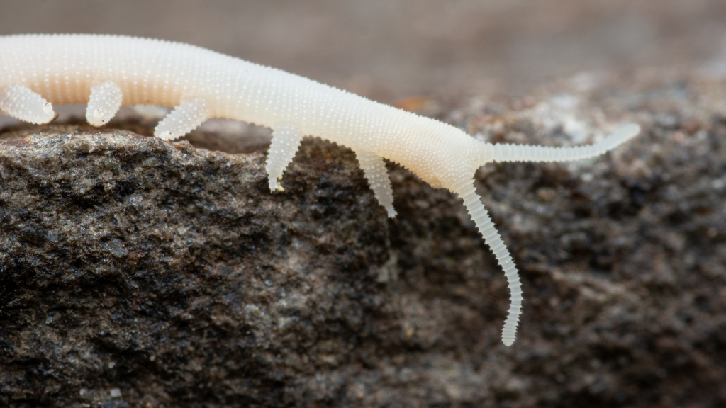 Blind velvet worm in January 2023 by Shahan Derkarabetian · iNaturalist