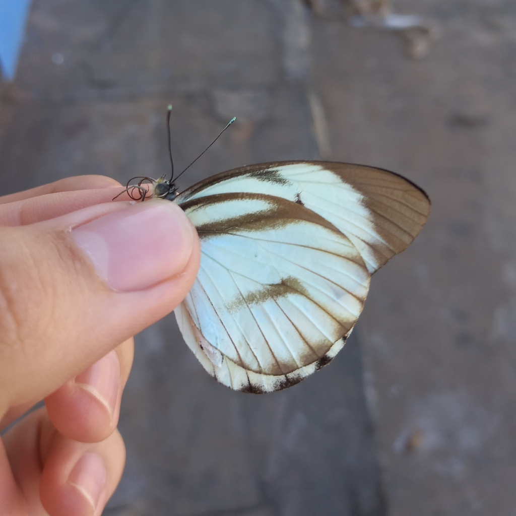 Cross-barred White from Centro Novo do Maranhão - MA, Brasil on May 27 ...