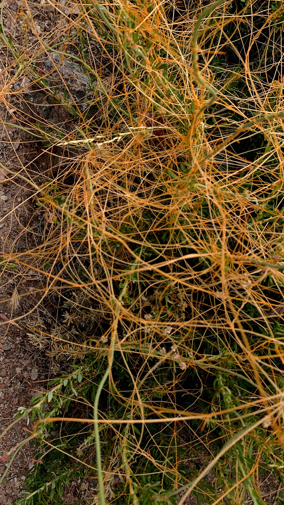 California dodder from Pinnacles National Park, San Benito County, US ...