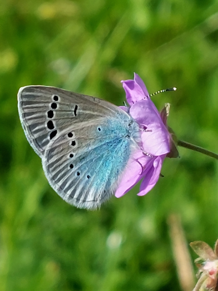 Green-underside Blue from Cents Luxembourg on May 27, 2023 at 04:47 PM ...