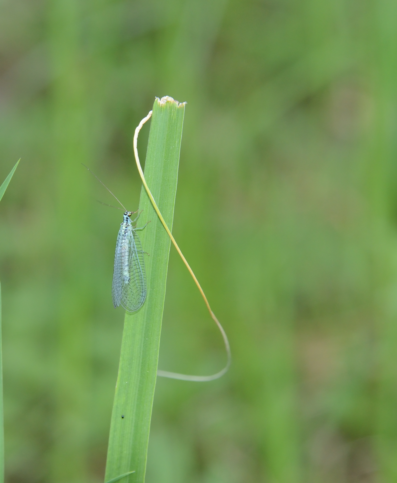 Chrysopa perla (Linnaeus, 1758)