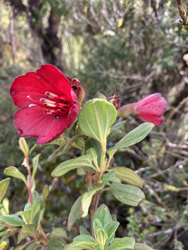 Red Princess Flower from Hoya Teusaca, Bogotá, CO on May 26, 2023 at 04 ...