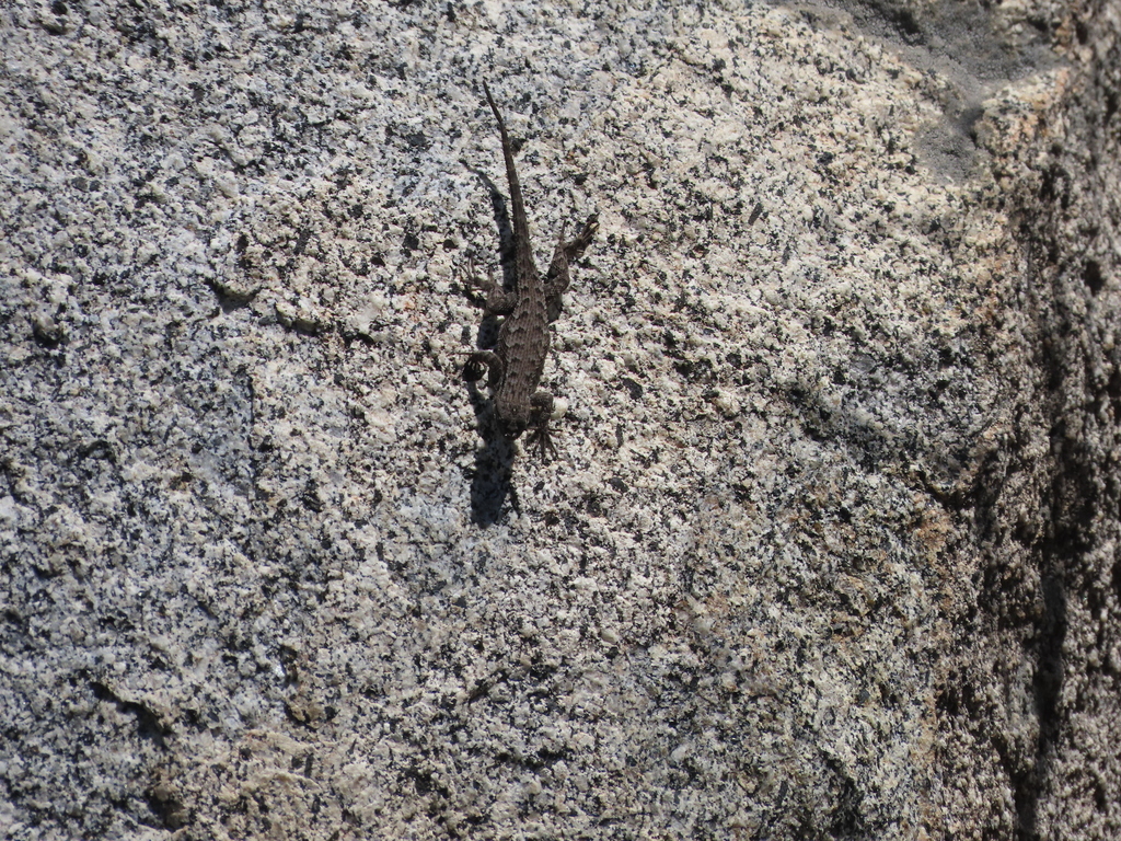 Western Fence Lizard from Riverside County, CA, USA on May 24, 2023 at ...