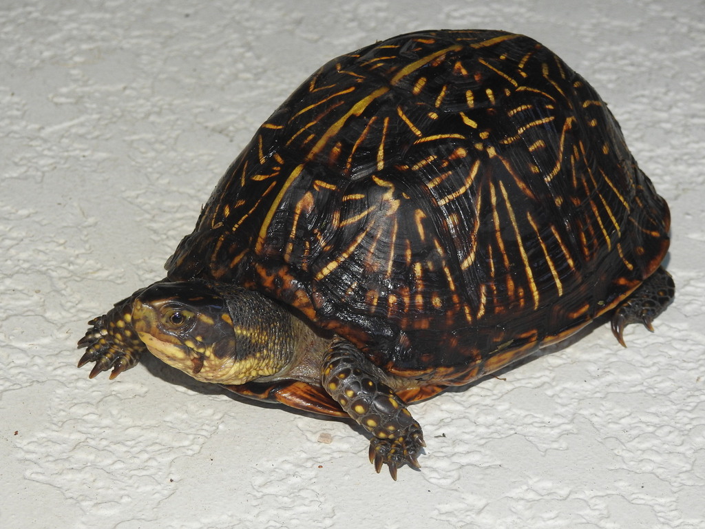 Florida Box Turtle (South Florida & Dry Tortugas) · iNaturalist