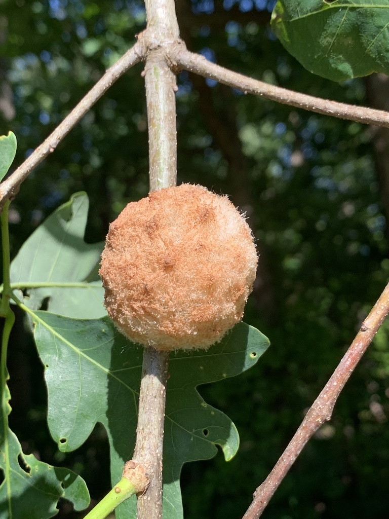 Wool Sower Gall Wasp from Inova Fairfax Medical Campus, Falls Church ...