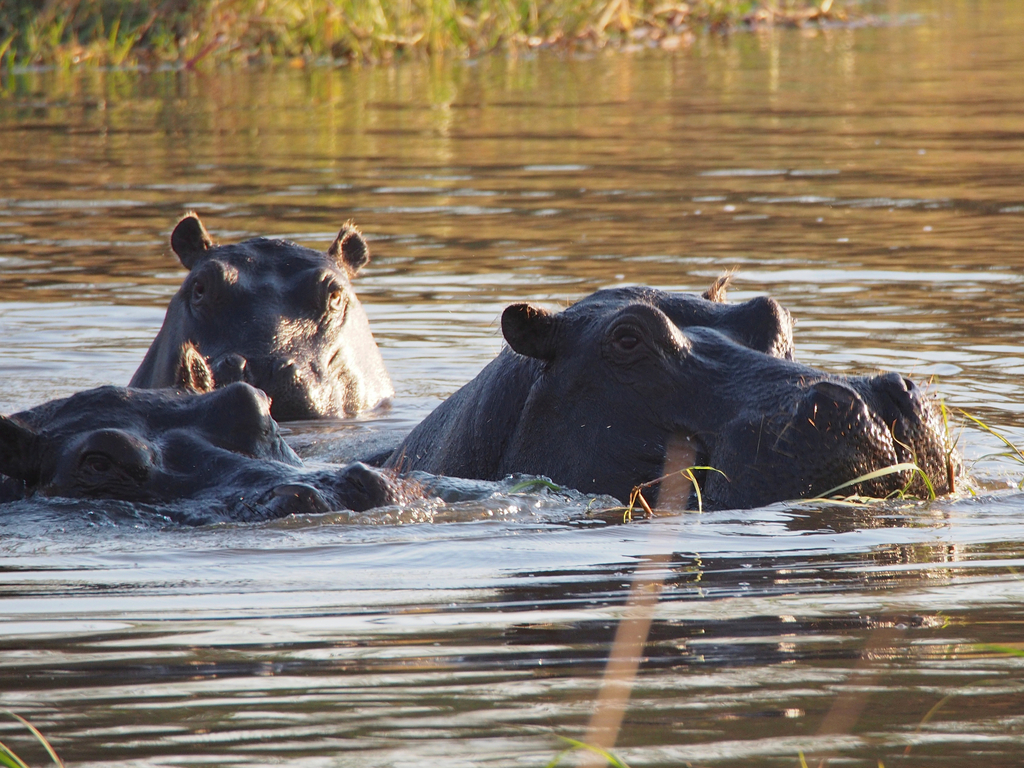 Common Hippopotamus in July 2014 by Bitty A. Roy · iNaturalist