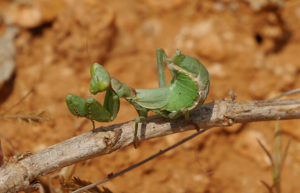 European Dwarf Mantis from Son Espanyol, Palma, Islas Baleares, España ...