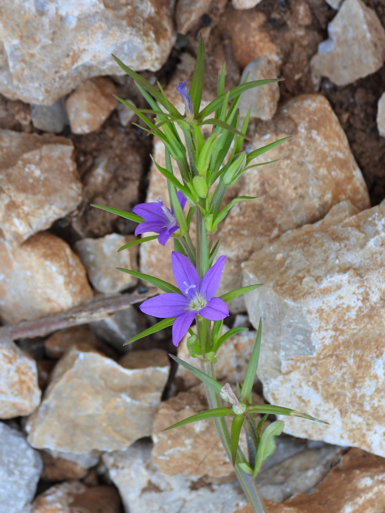 Spicate Venus'-looking-glass from Provincia di Imperia, Italia on May ...