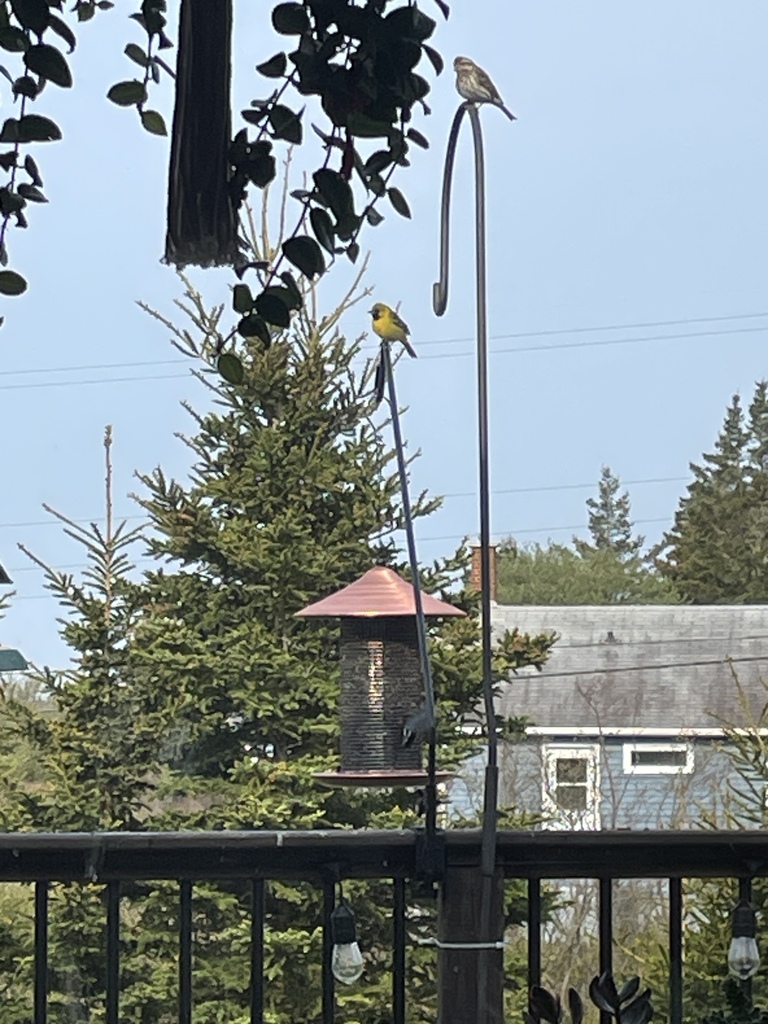 Orchard Oriole from Ingomar Nova Scotia on May 22, 2023 by mooka ...