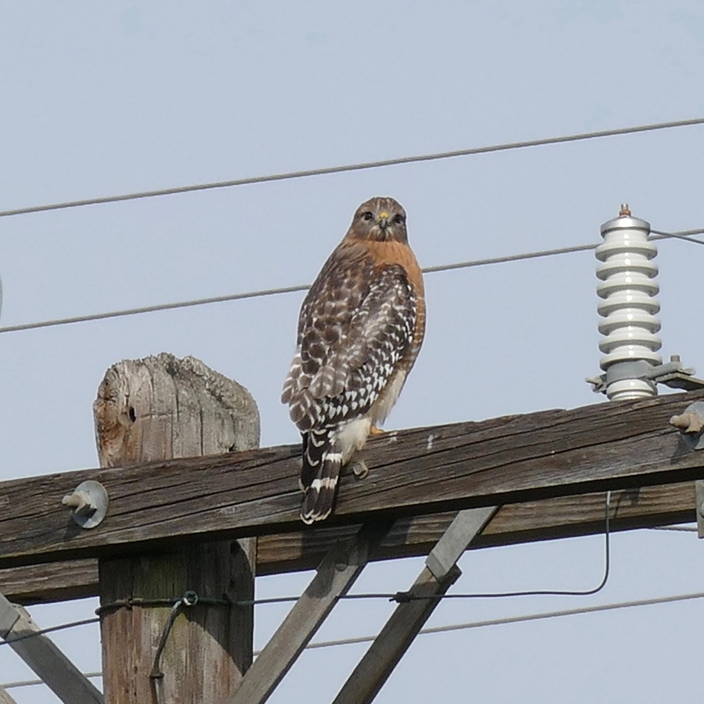 Red-shouldered Hawk in December 2015 by Brian Hughes. Red-Shouldered ...