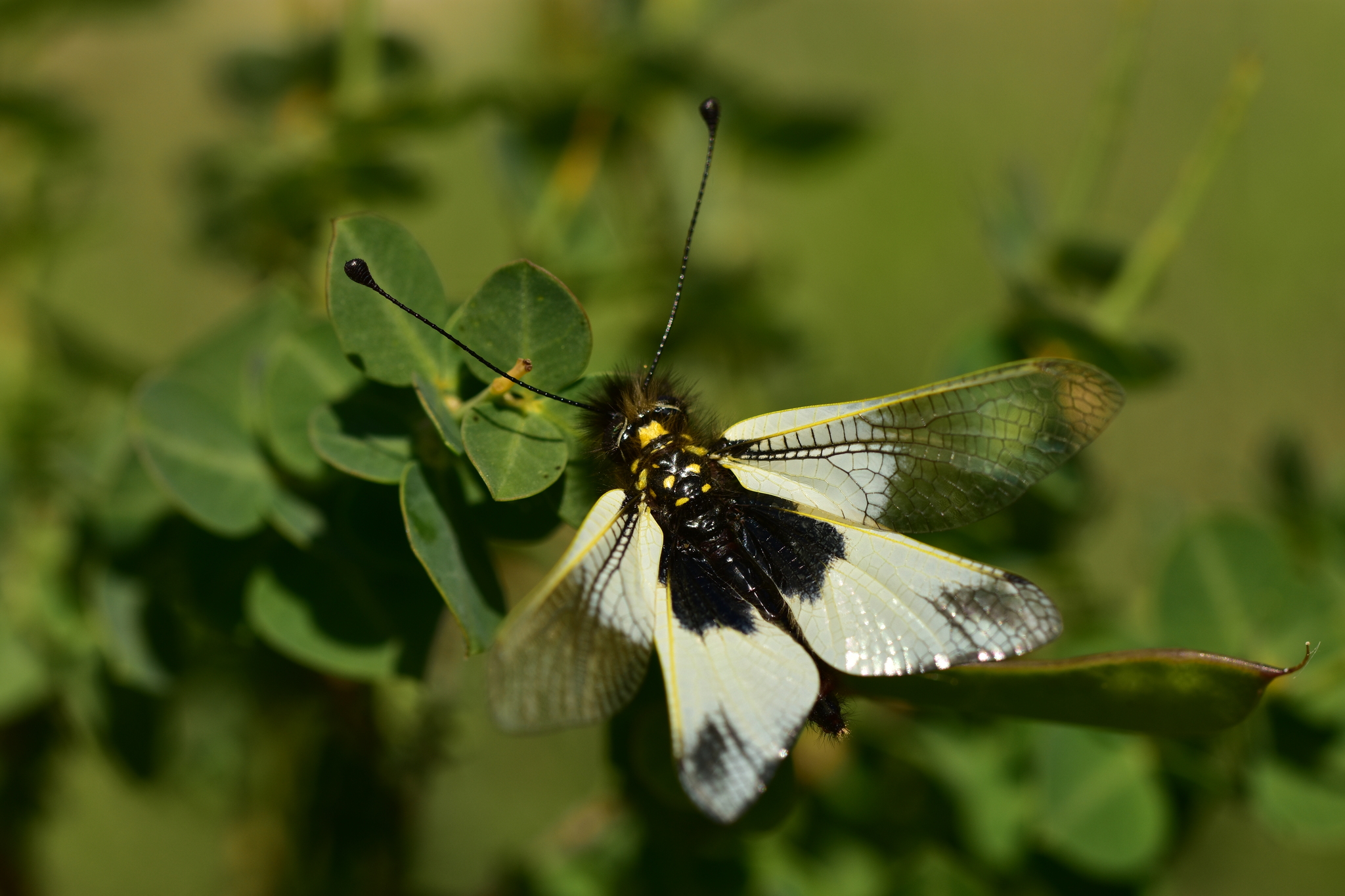 Libelloides lacteus (Brullé, 1832)