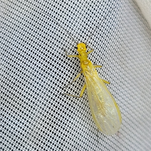 Siphonoperla montana · iNaturalist