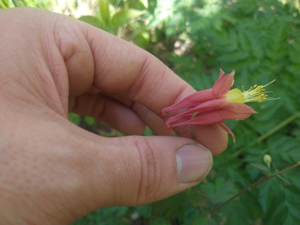 red columbine from Montreal, QC H3H 1A1, Canada on May 22, 2023 at 10: ...