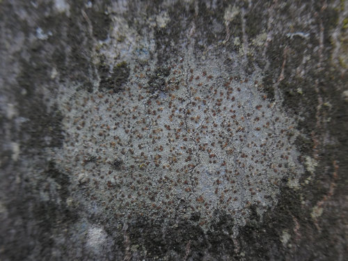 Pyrrhospora varians · iNaturalist Mexico