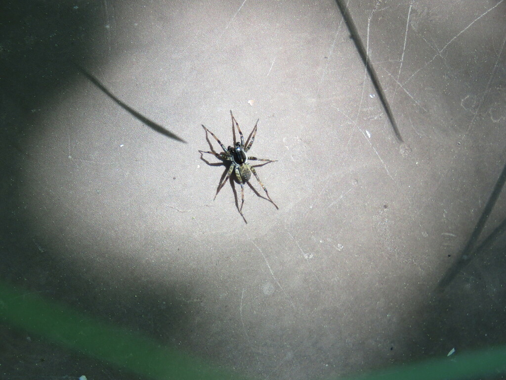 Thin-legged Wolf Spiders from 431 E Rd, Milton, VT 05468, USA on May 26 ...