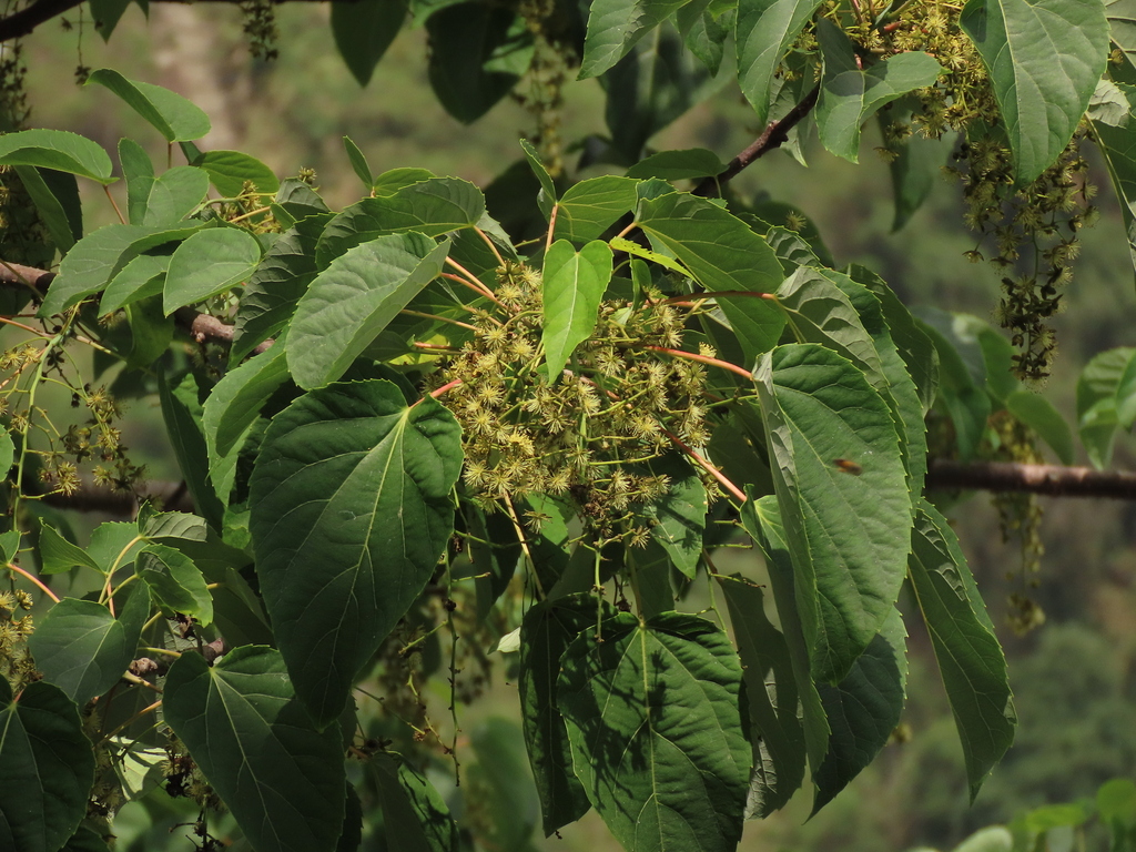 Wonder tree from 605台灣嘉義縣阿里山鄉阿里山公路 on April 29, 2023 at 12:48 PM by ...